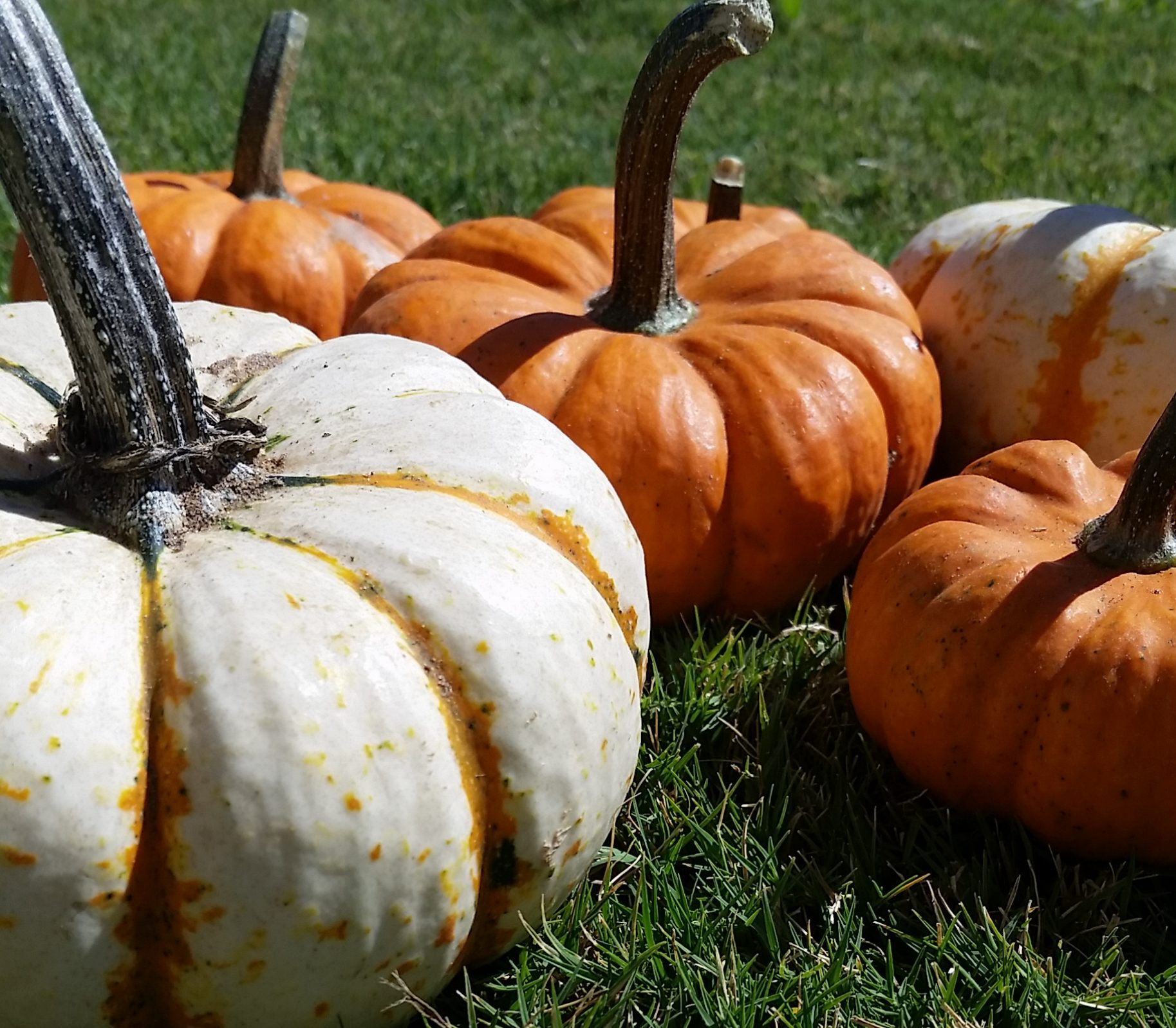 OMA to host pumpkin carving contest - The Optimist