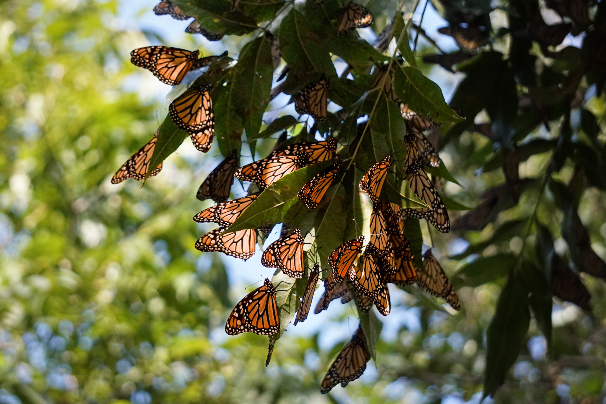 Gallery: Monarch butterflies visit Abilene before their cross ...